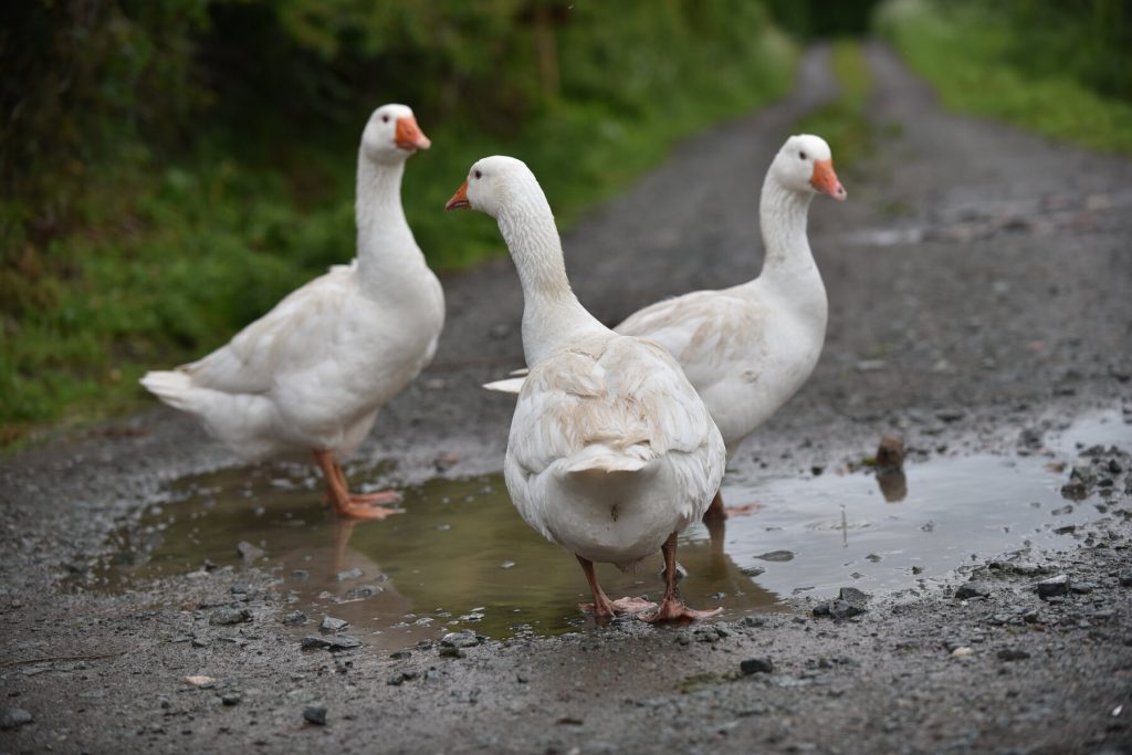 All About Heavy Goose Breeds - Backyard Poultry